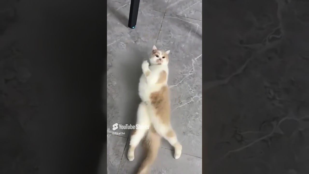 Классный танец кота