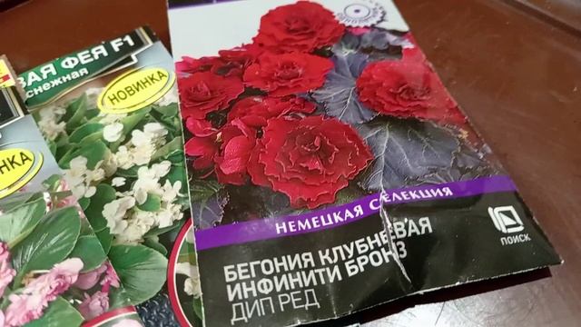 СЕЮ БЕГОНИЮ ВЕЧНОЦВЕТУЩУЮ.