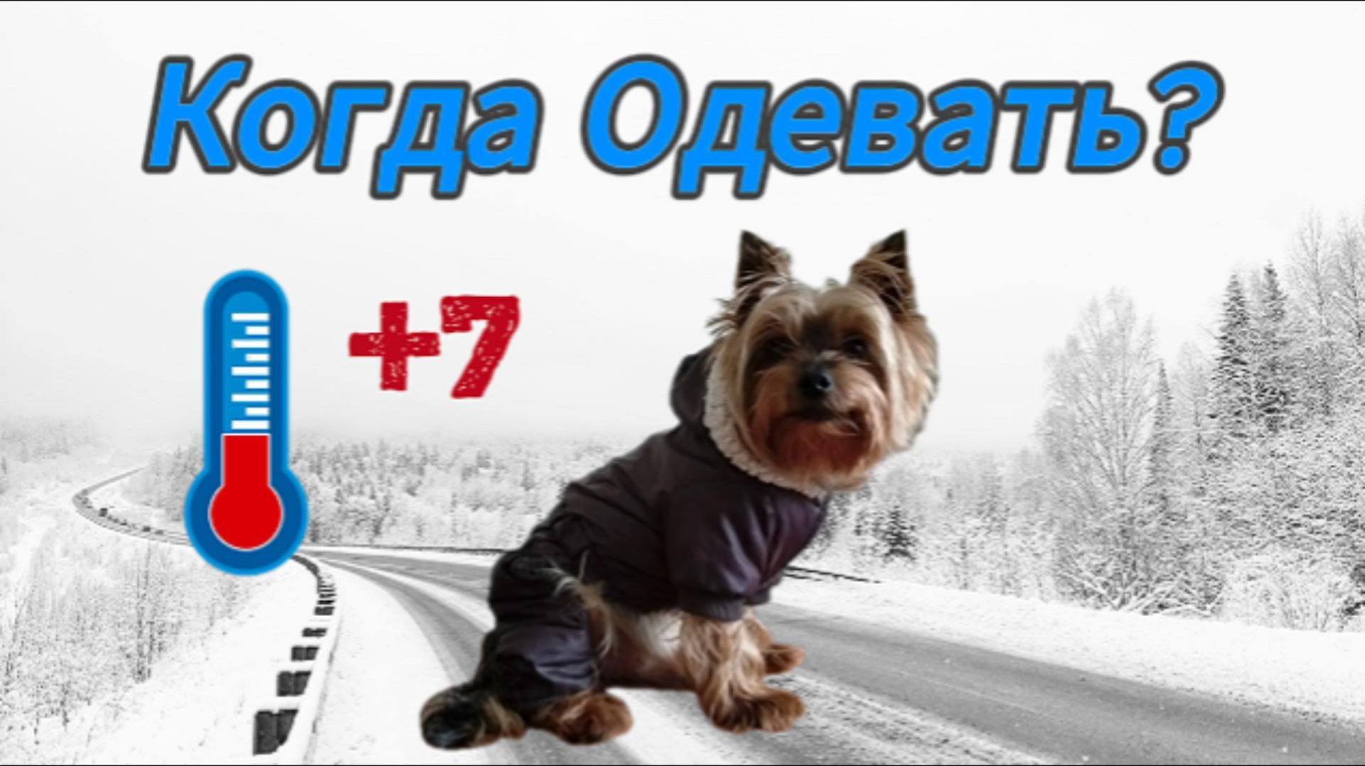 Когда Одевать Собаку (+7)