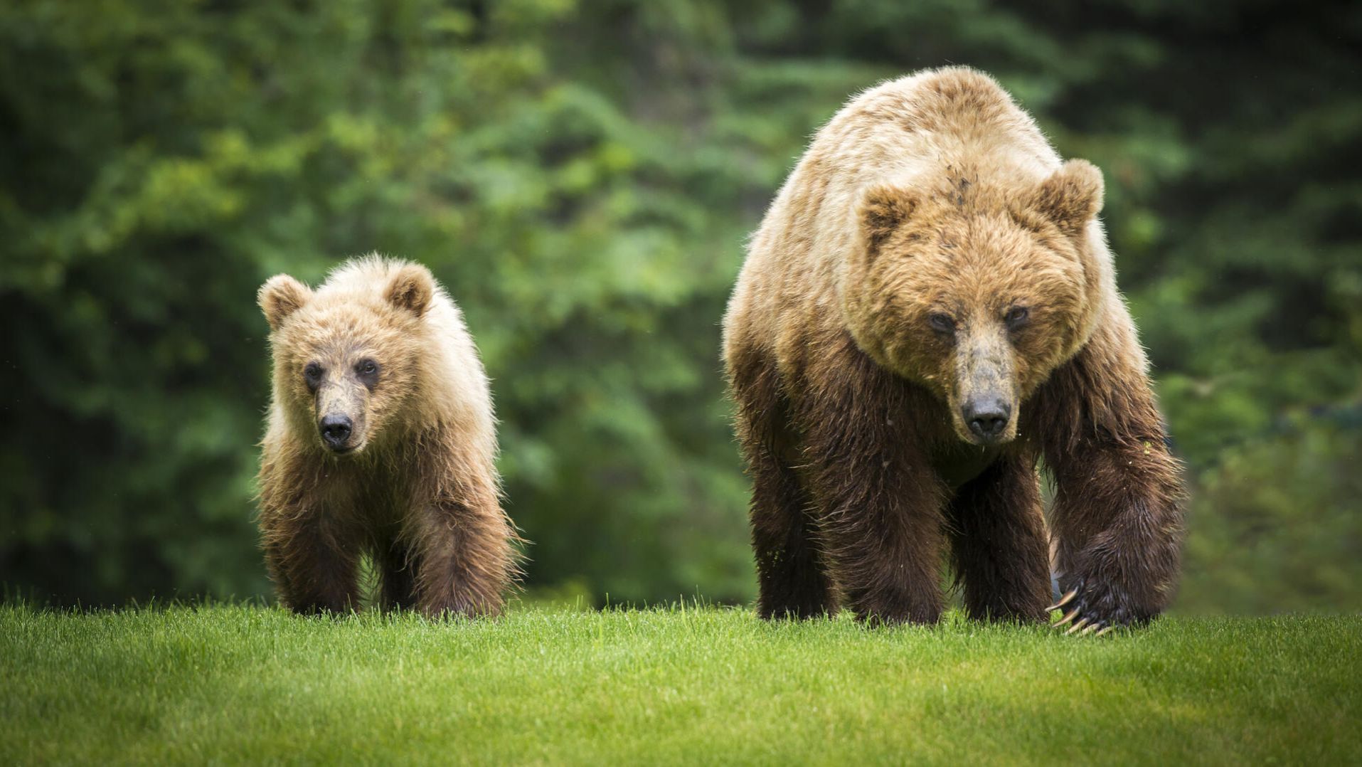 Broken Hope — Dilation And Extraction cut