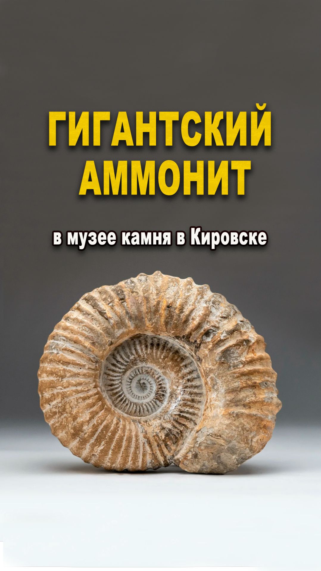 Гигантский аммонит Музея камня Кировск