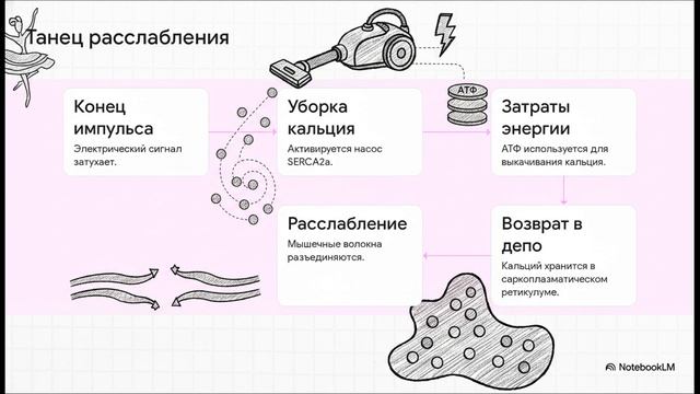 Лузитропный эффект: другая половина сердцебиения