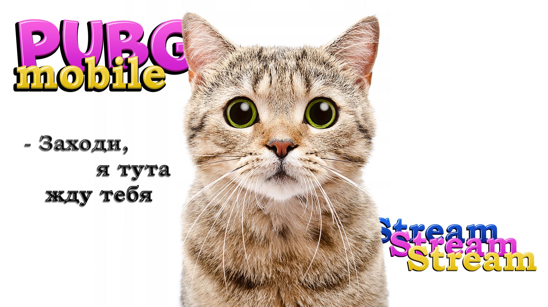 Стрим_Котики_Заходи, научи играть в PUBG mobail