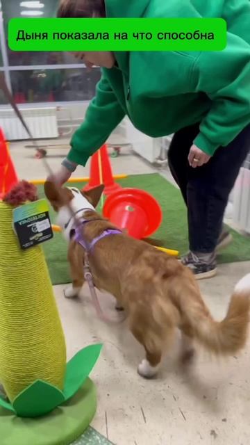 Дыня показывает свои умения
