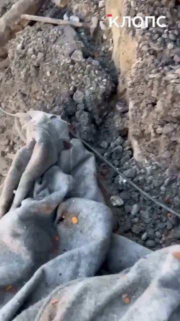 Парочка бабочек поразила калининградских строителей.