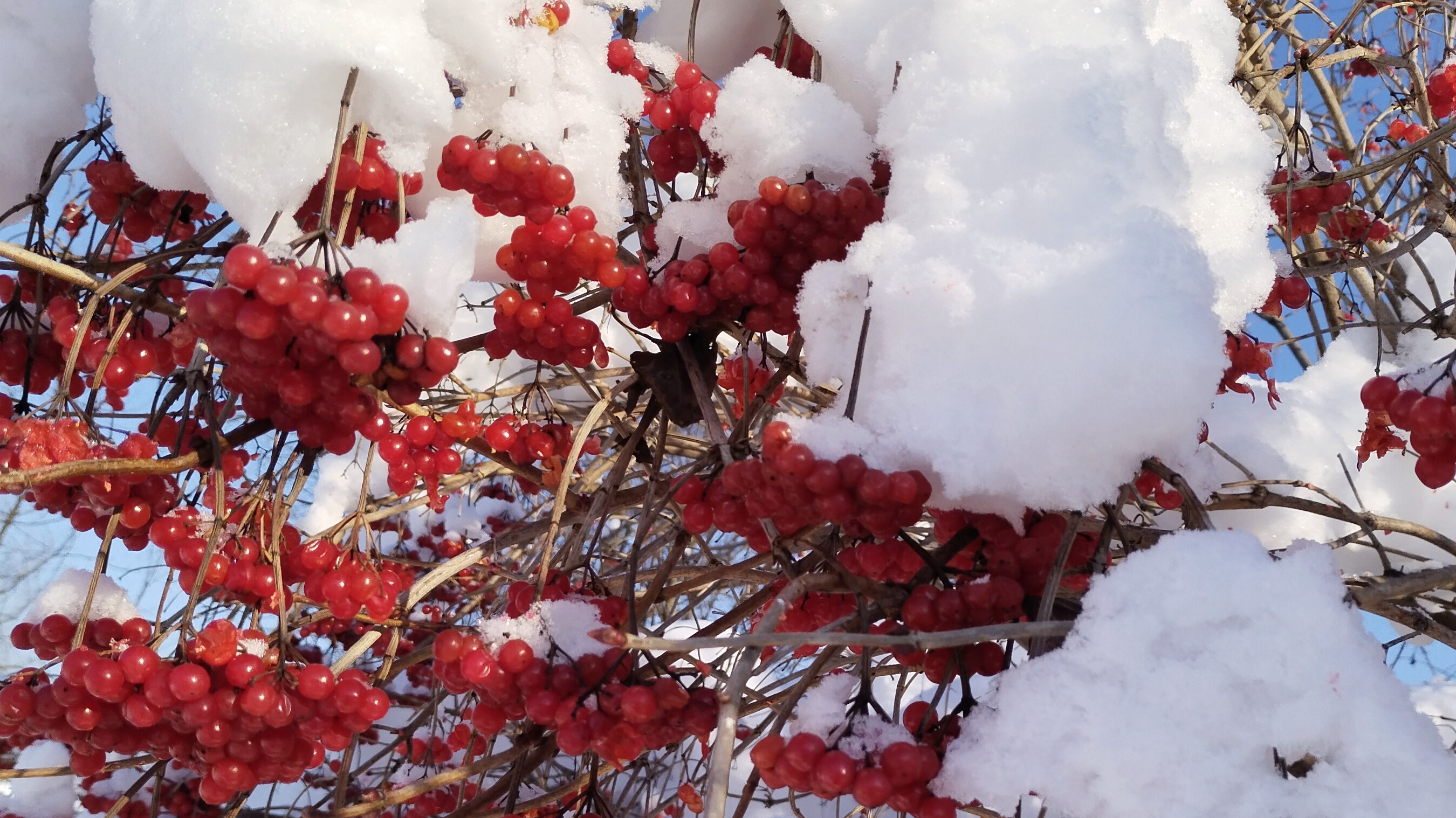 Калина красная - зимой прекрасная
