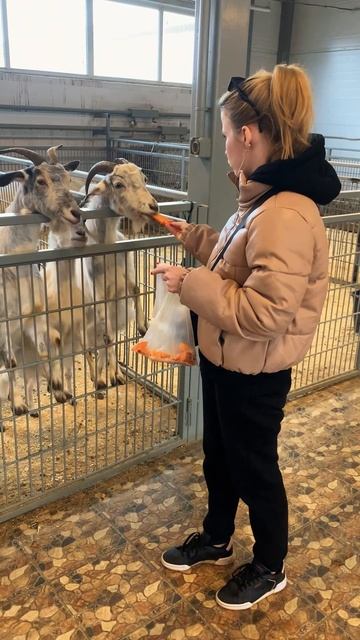 Сергей и Алиса | История двух сердец | Карельский зоопарк | Козочки