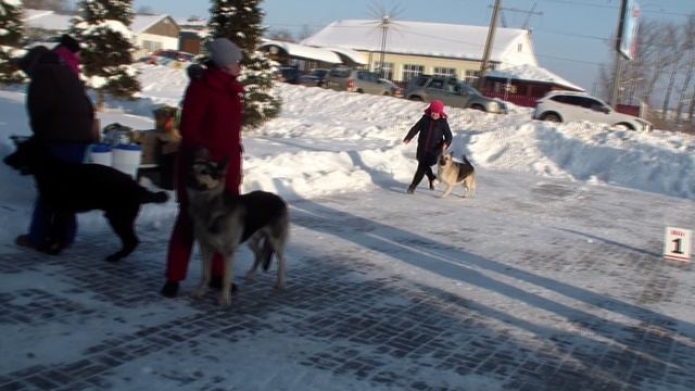 HDV_5799 рабочий шерстяной зевс