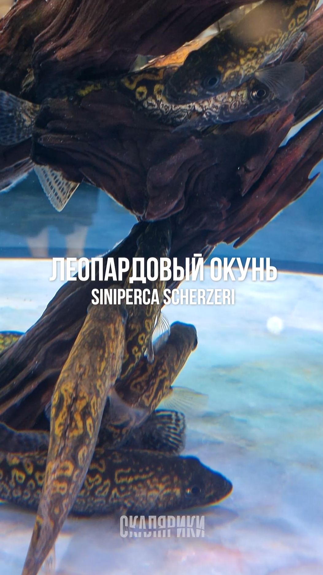 Леопардовый окунь