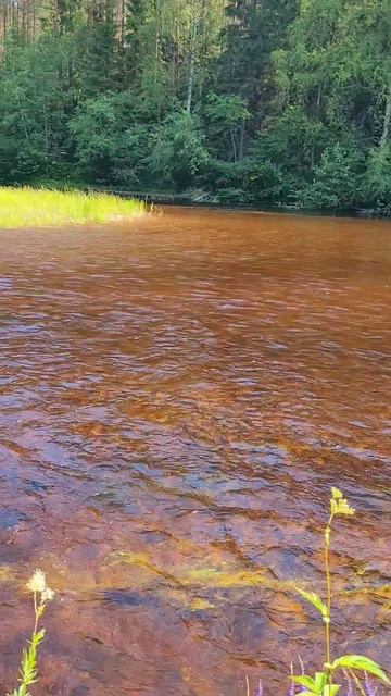 Карелия 2025. Медвежьегорск. Река Кумса. Июль 2025г (Часть 2)