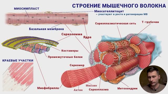 06. Строение мышечного волокна, миосателлитоциты