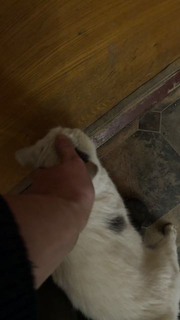 КОШКА атакует