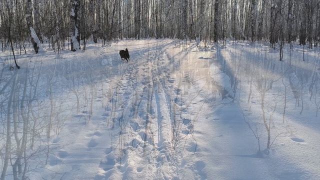 Канадский волк - гибрид. Январские морозы. Минус 35