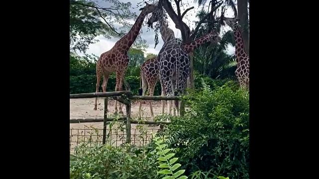 Сингапурский зоопарк
