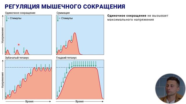 19. Режимы сокращений, регуляция силы нервной системой