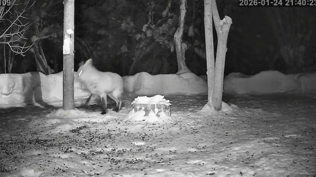 Вторая попытка оторвать сало с дерева не увеньчалась успехом