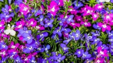 Семена Лобелии взошли на третьи сутки, как за ними ухаживать.