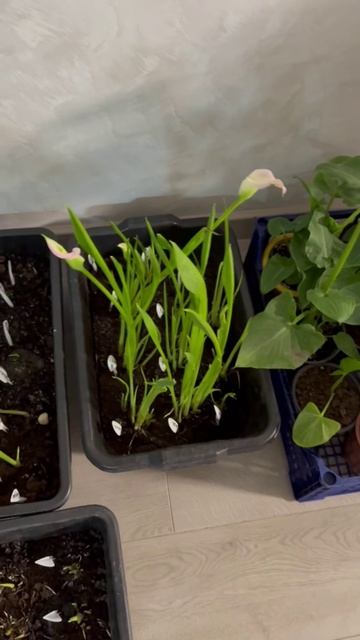 Живу лучшую жизнь! Звук, который идеально подходит к последнему видео из галереи в телефоне