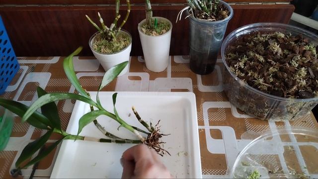 Орхидеи дендрофаленопсис. Пересадка 😅