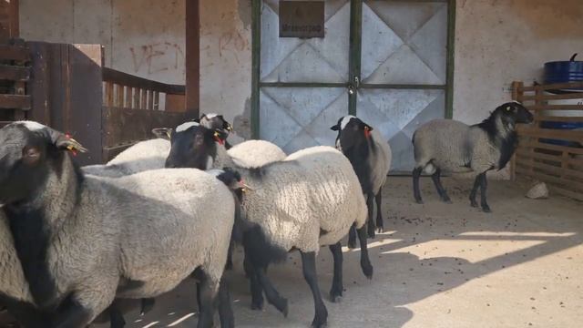 Романовские бараны и овцы. МРС из  Сербии.