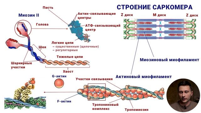 08. Актин, миозин, титин и другие белки саркомера