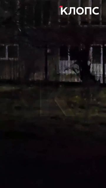 Лиса в Калининграде