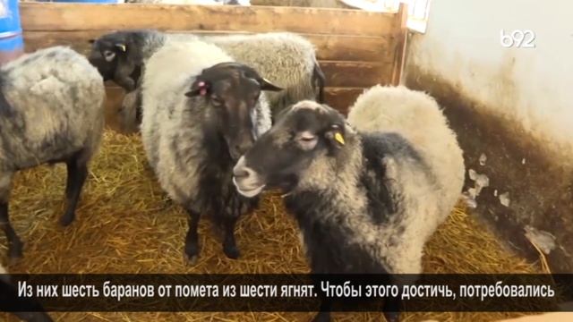 Романовская порода овец  из Сербии в России с компанией IFARMING. 🐑🐏🌟