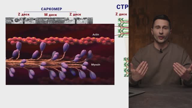 07. Строение саркомера, теория скользящих нитей
