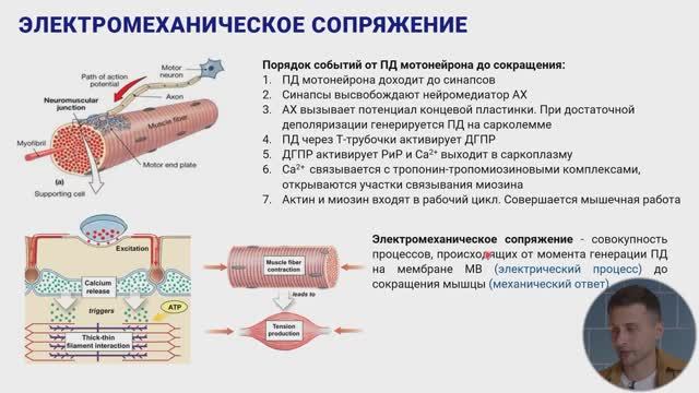 16. Электро-механическое сопряжение, время реакции, одиночное сокращение волокон