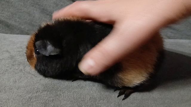 американский тедди черепаховый, калифорния с ч.п.