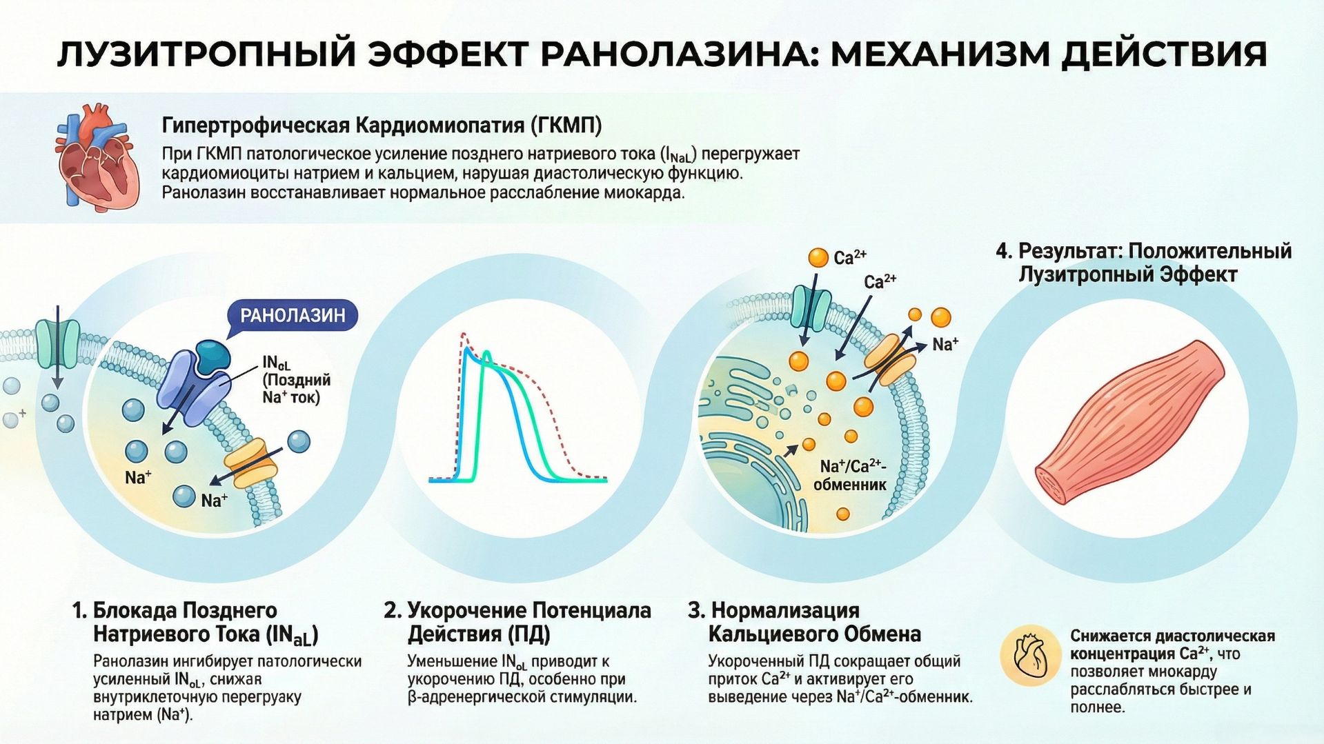 Лузитропный эффект Ранолазина: активное диастолическое расслабление