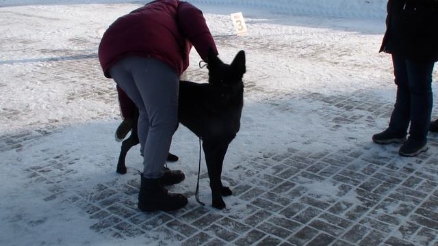 HDV_5806 суки юниоры Бест Вео Лайн Олислава