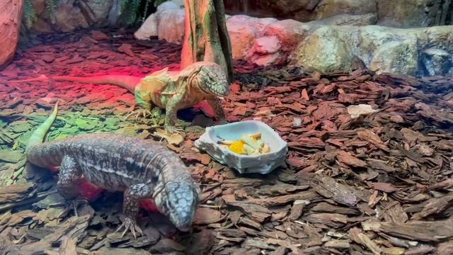 В Калининградском зоопарке вараны пробуют лакомства