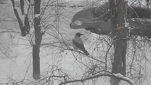 Четко. Со штатива. Вороны на тонких ветках. DSCN7331