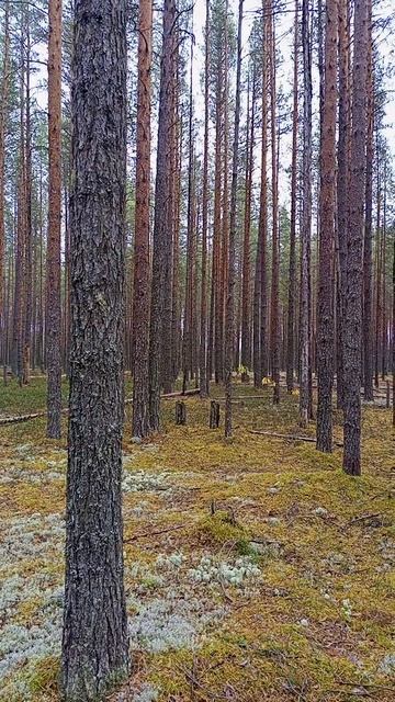 тайга осенью