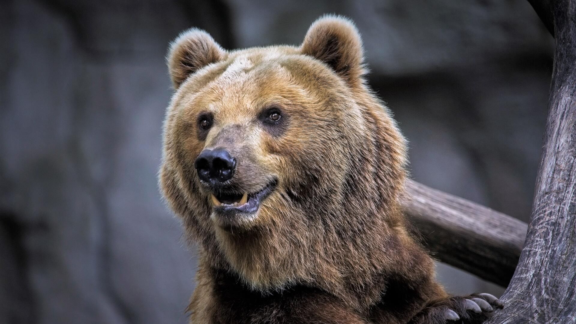 Broken Hope — The Internal Twin  cut