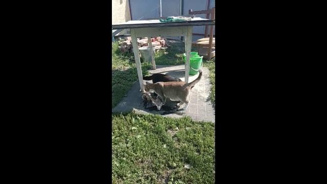 Чучундрик. Все в одном.