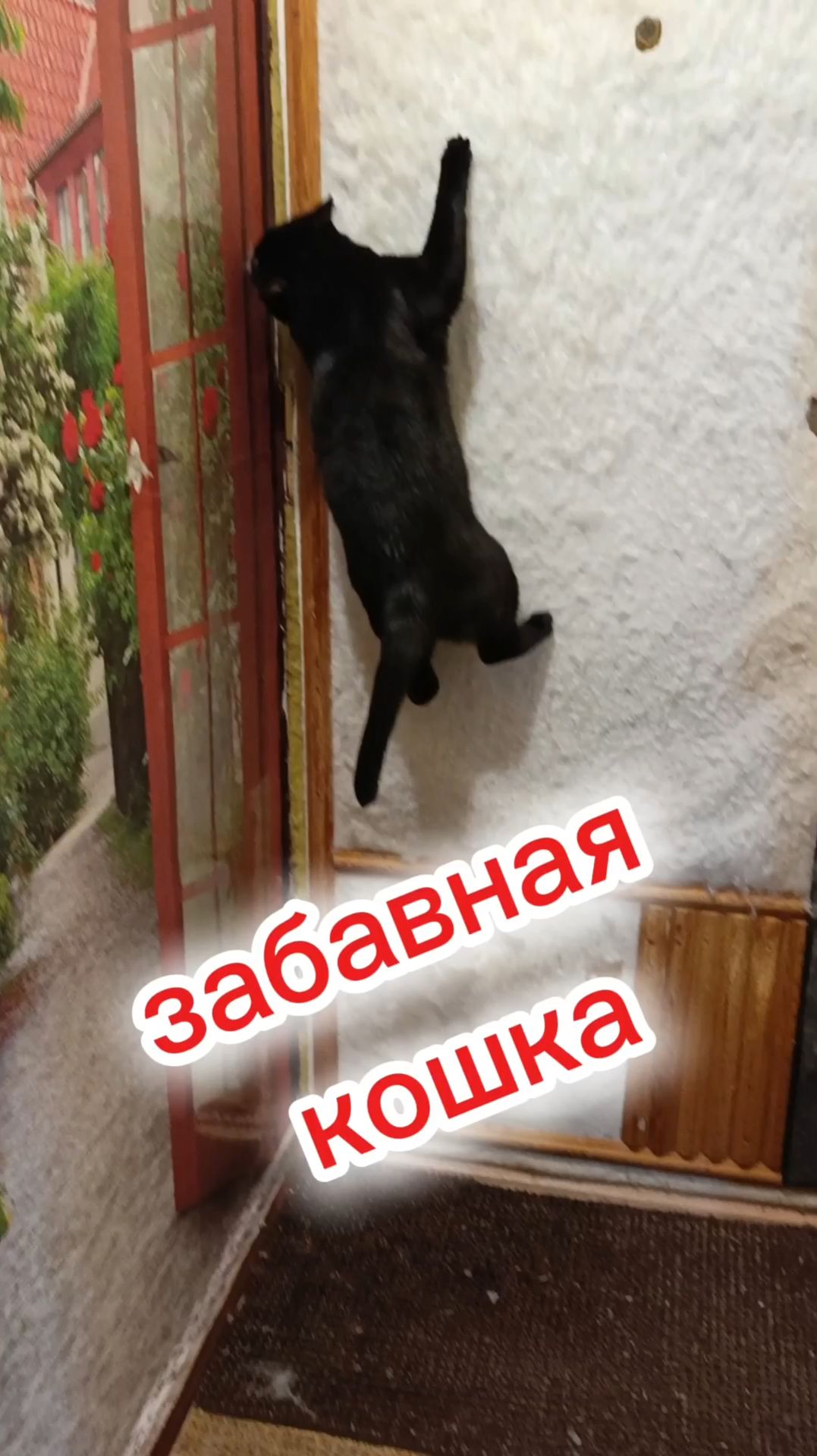 Забавные котики.