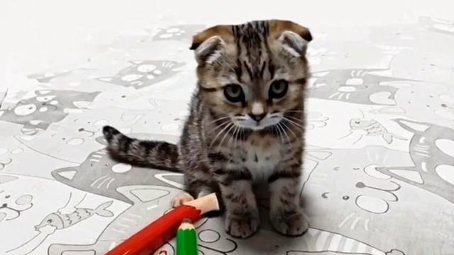 Ириска выучила 3 цвета