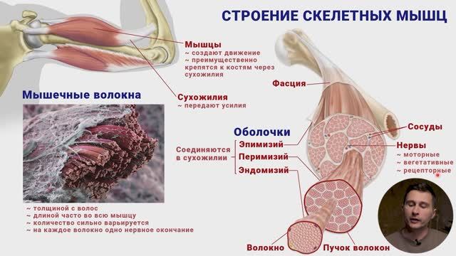 05. Строение скелетной мышцы