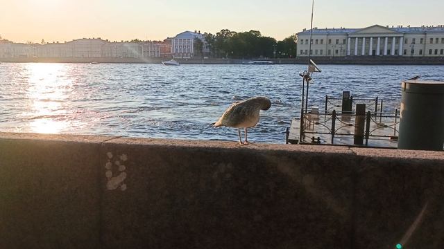 Баклан на Неве