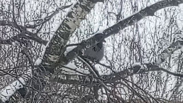 Без звука. Ворона на ветвях дерева. 123023854