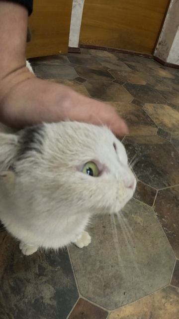 КОШКА атакует ОТца