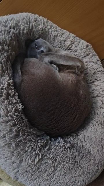 Бурма мур-мяу