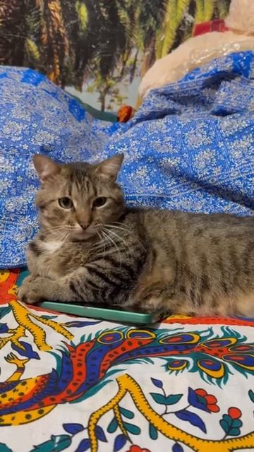 Позвони мне в семь😁🐱🐈💞🥰😍