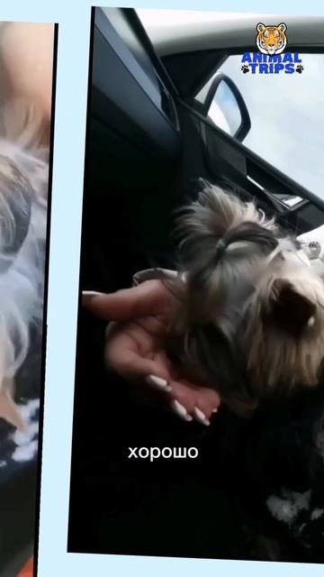 Йорк Дензел: доставка питомца в Дубай зоокурьером на ручках ✈️🐶 | Animal Trips #AnimalTrips