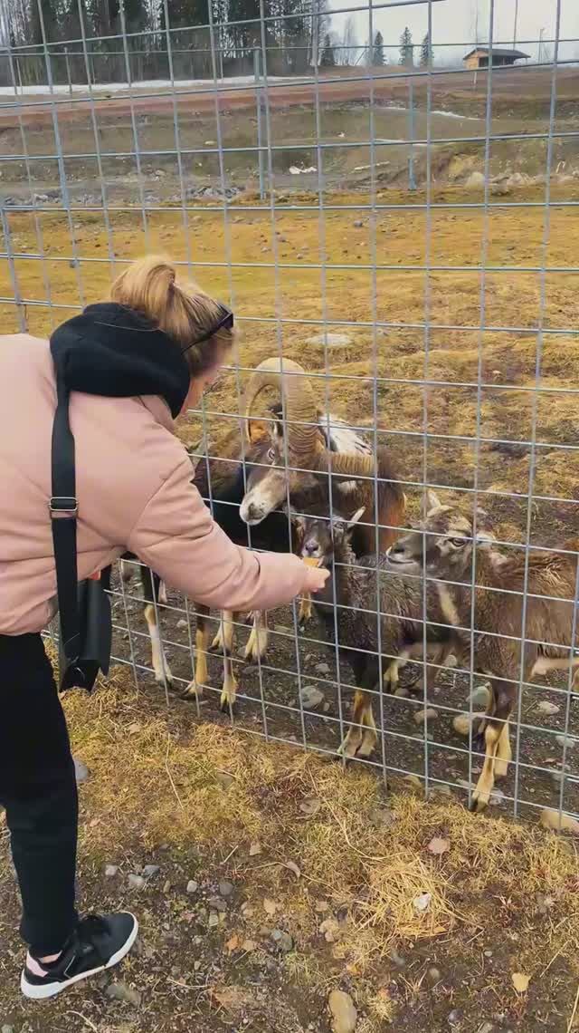 Сергей и Алиса | История двух сердец | Карельский зоопарк | Всем по одной