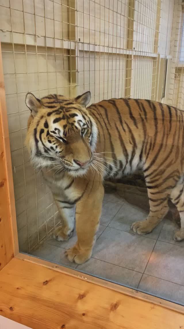 Сергей и Алиса | История двух сердец | Карельский зоопарк | Тигр