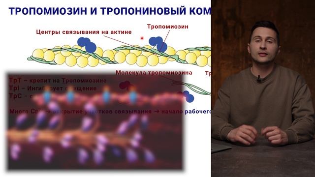 09. Тропонин-тропомиозиновый комплекс, регуляция сокращения
