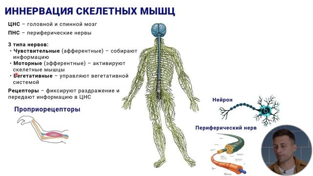 12. Иннервация скелетных мышц